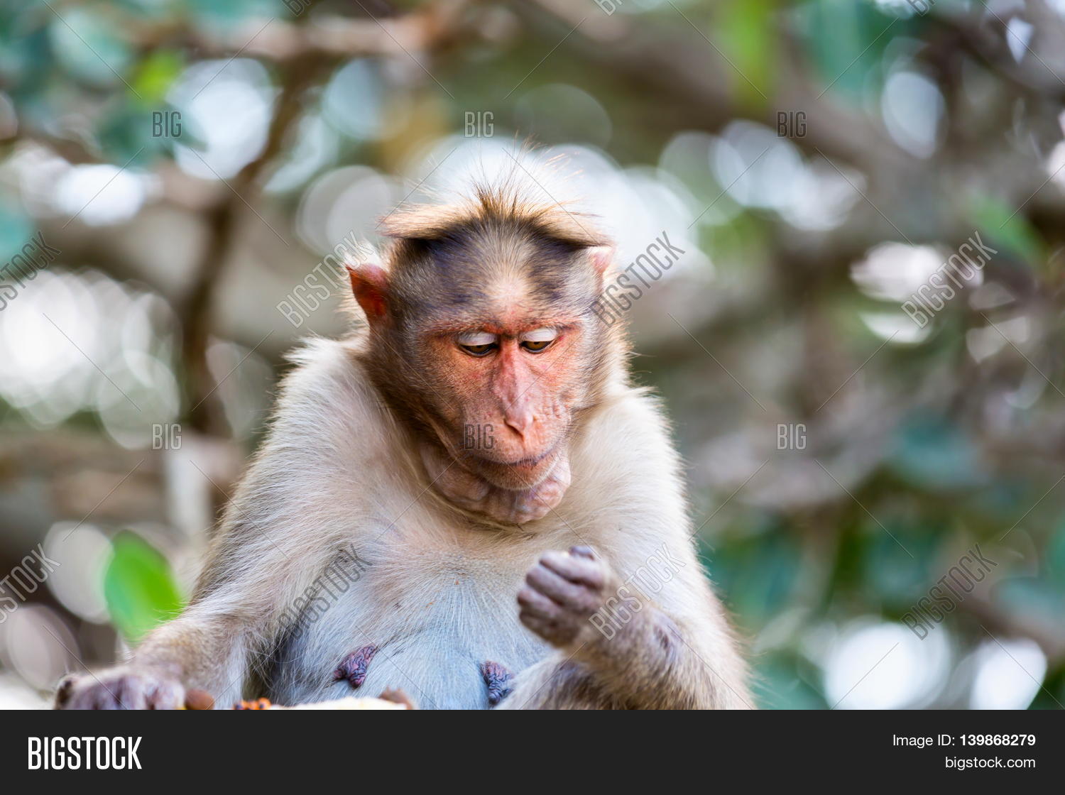 Bonnet Macaque Macaque Image & Photo (Free Trial) | Bigstock