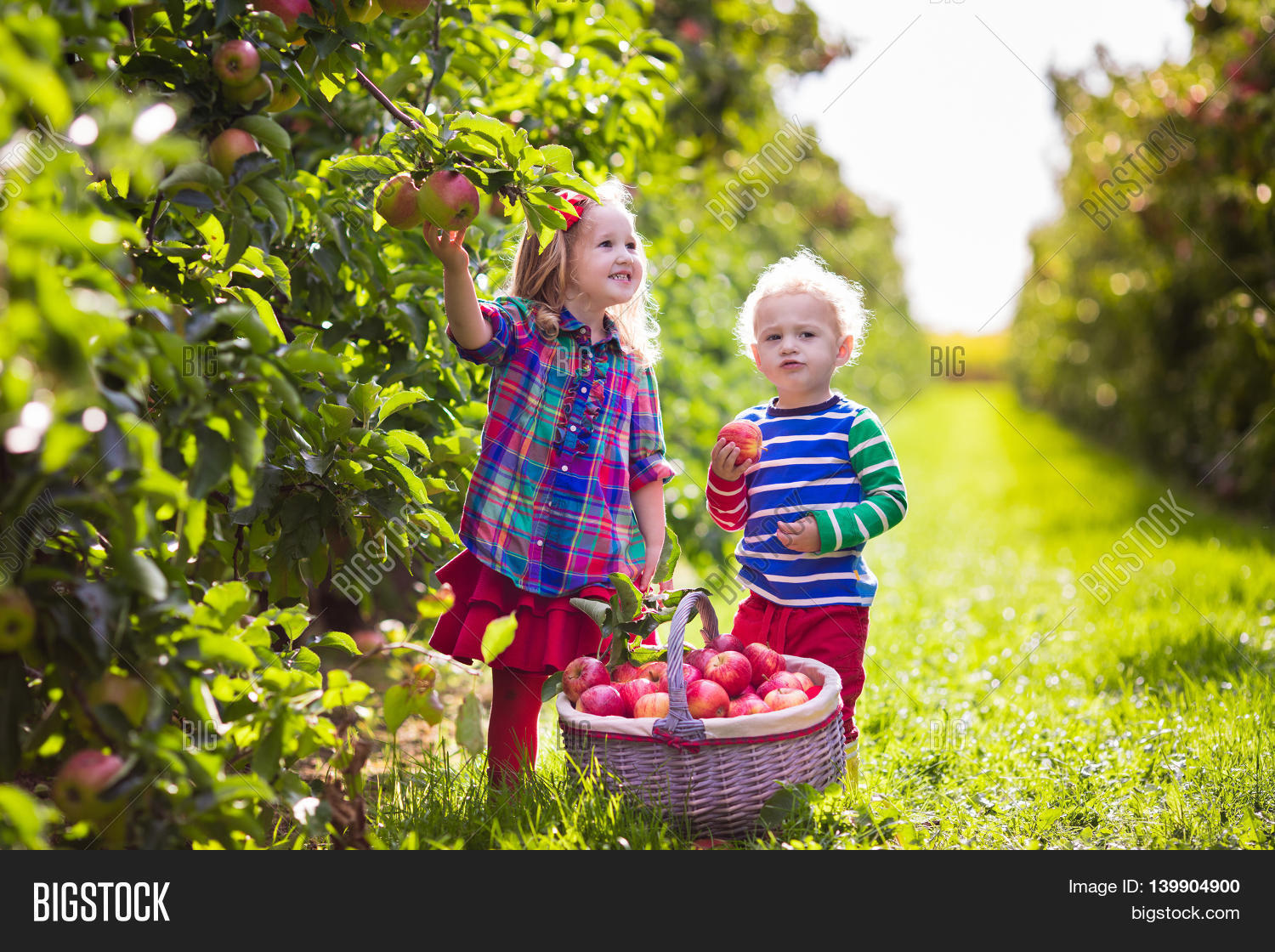 Child Picking Apples Image & Photo (Free Trial) | Bigstock