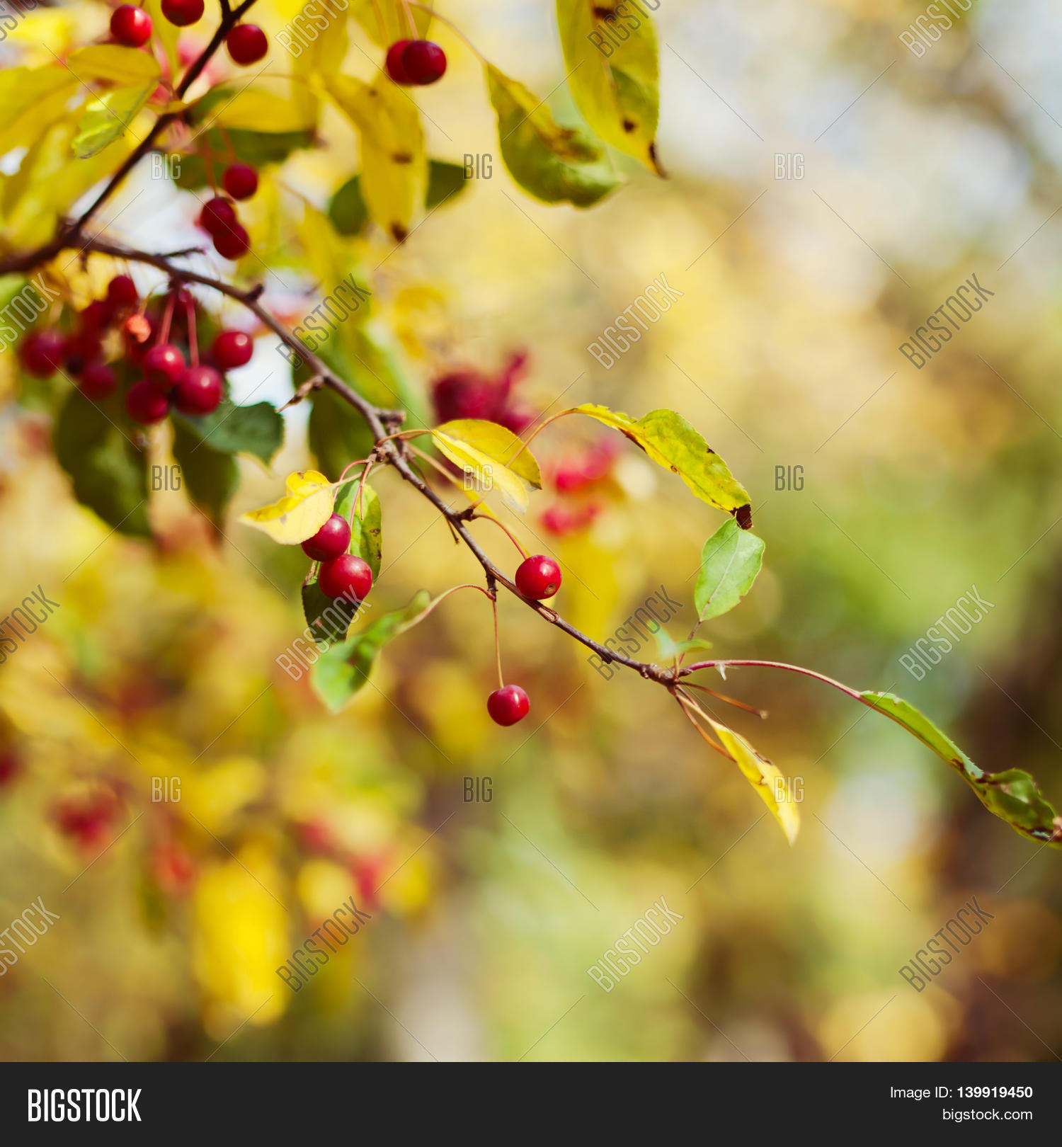 Autumn Season Berry Image & Photo (Free Trial) | Bigstock