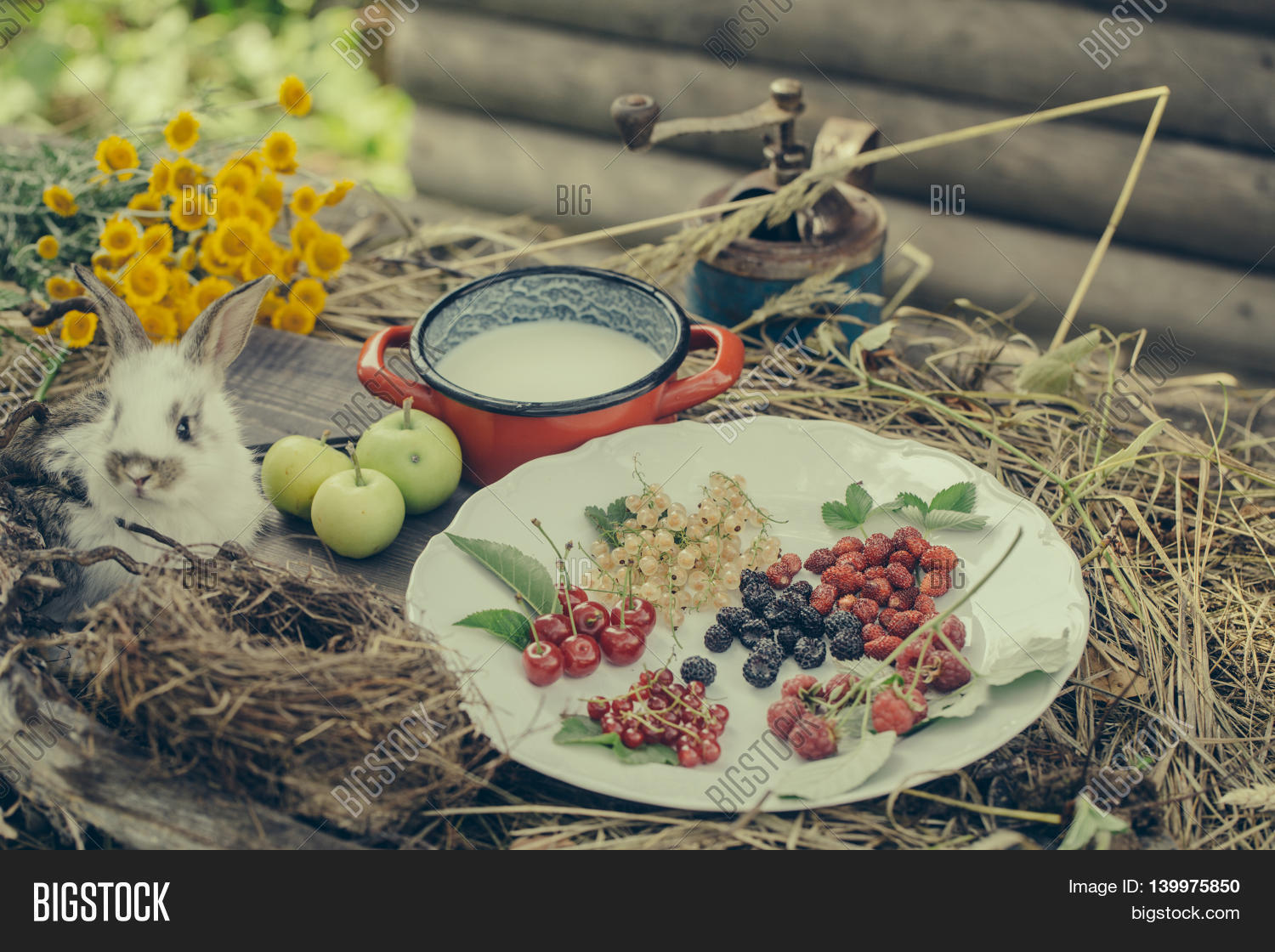 Rabbit Wild Berries Image & Photo (Free Trial) | Bigstock