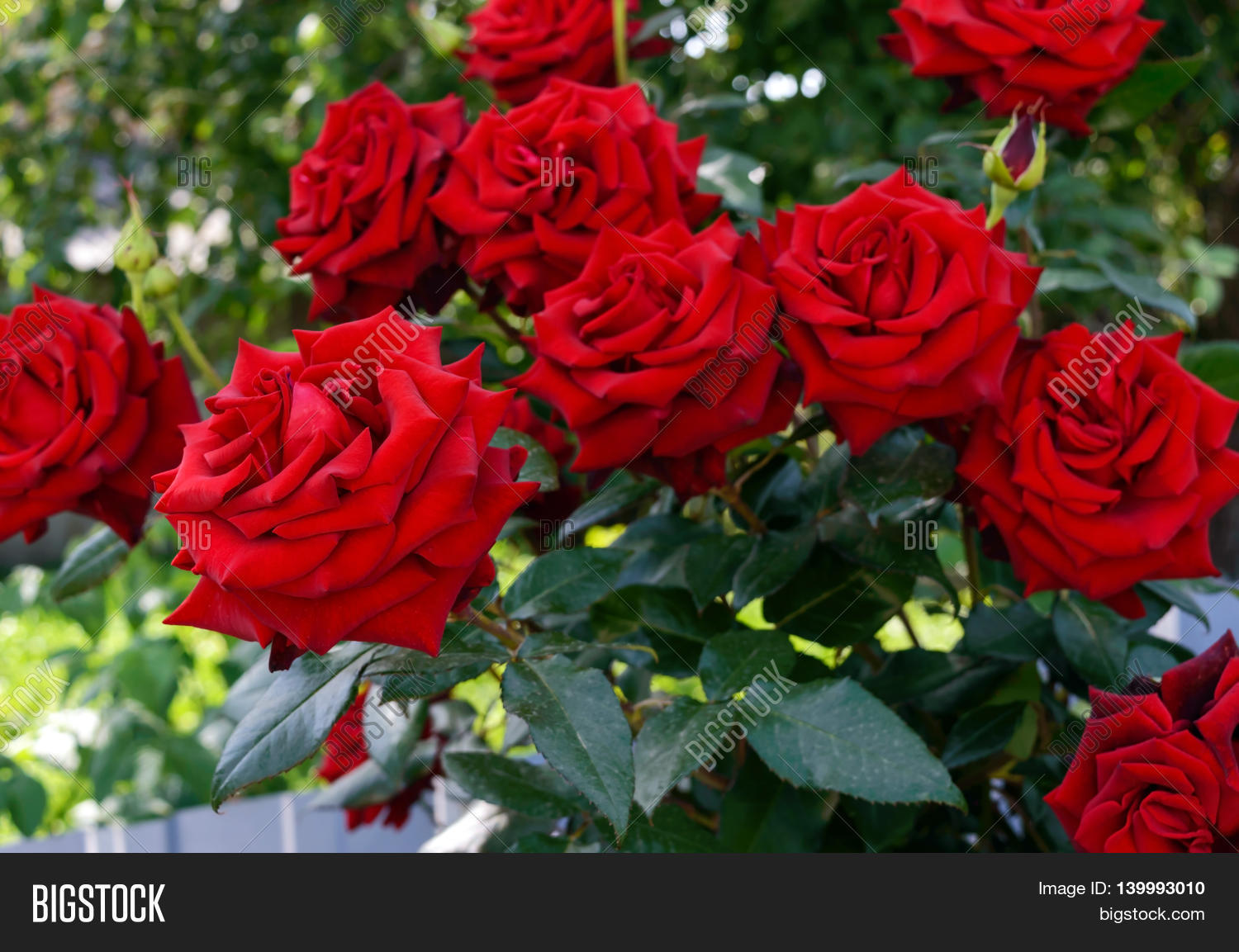 Large Bush Red Roses Image & Photo (Free Trial) | Bigstock