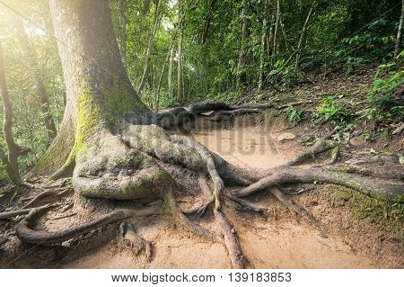 Trunk Root Old Big Image & Photo (Free Trial) | Bigstock