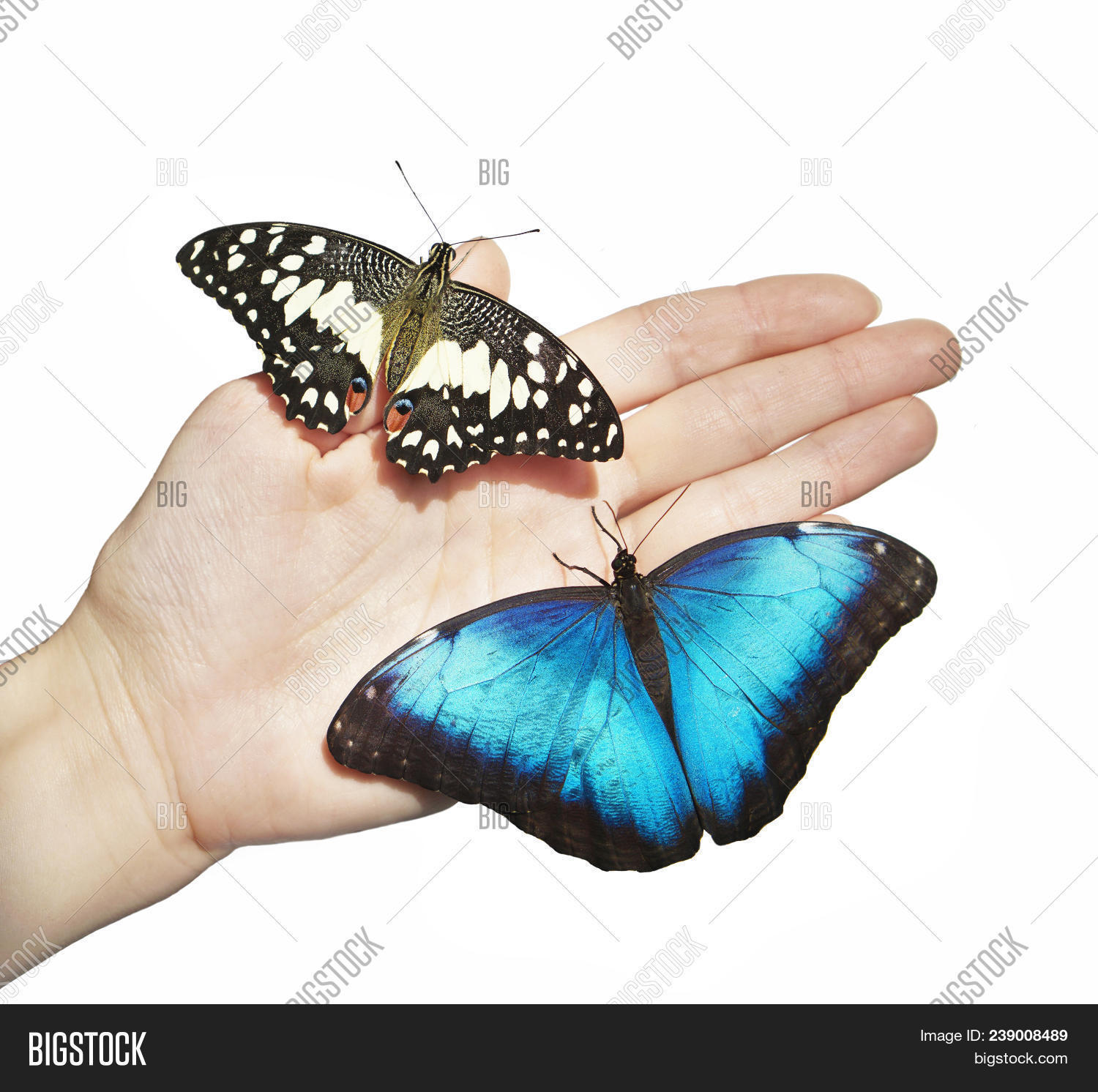 Two Butterflies, Image & Photo (Free Trial) | Bigstock
