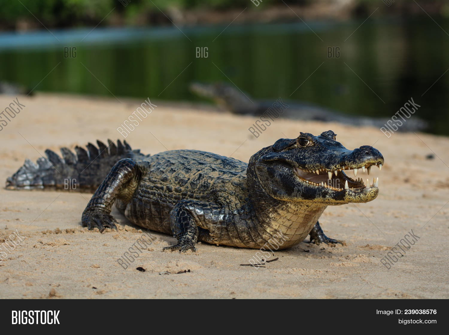Large Caiman, Caiman Image & Photo (Free Trial) | Bigstock