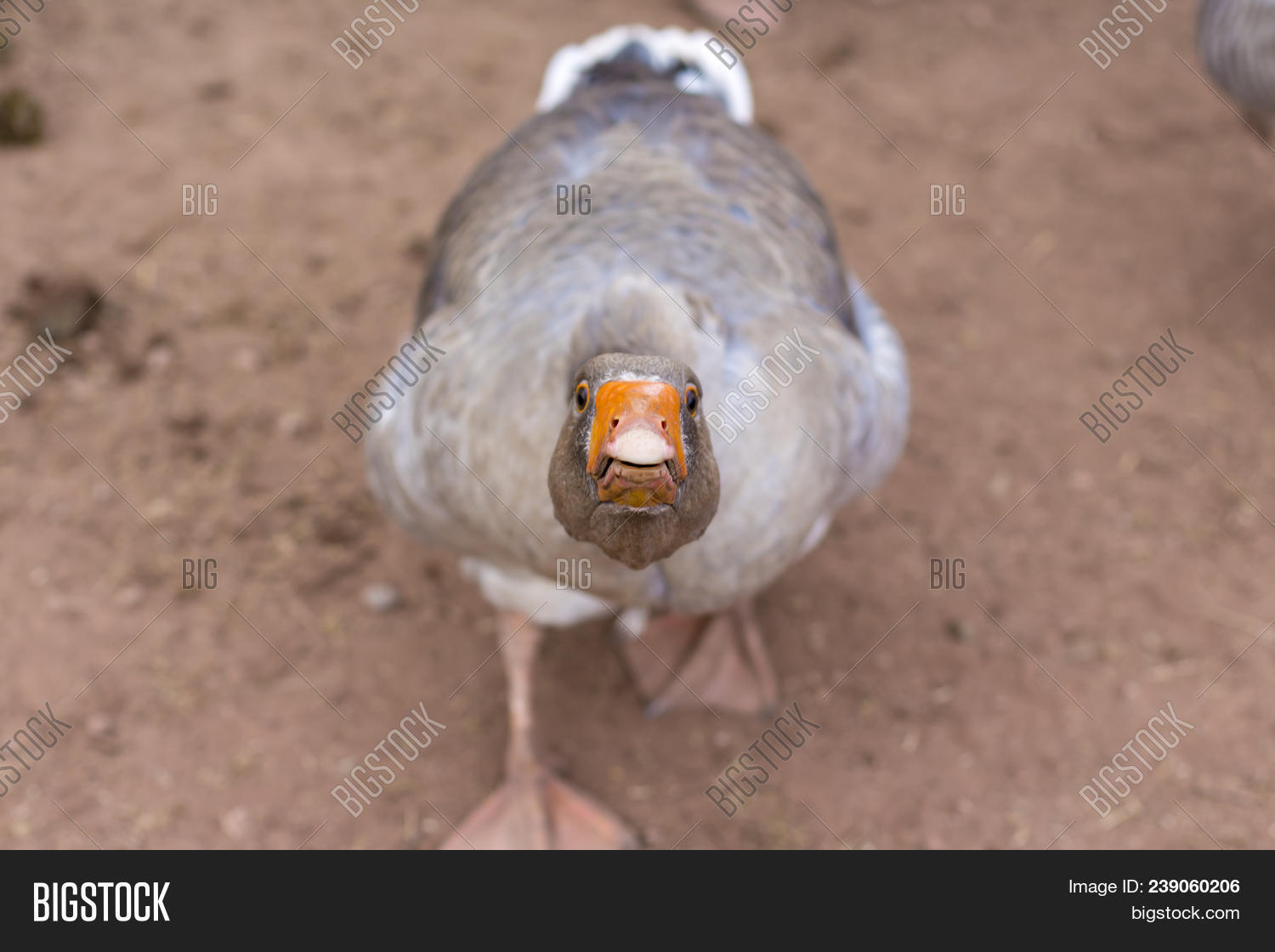 Irritated Angry Goose Image & Photo (Free Trial) | Bigstock