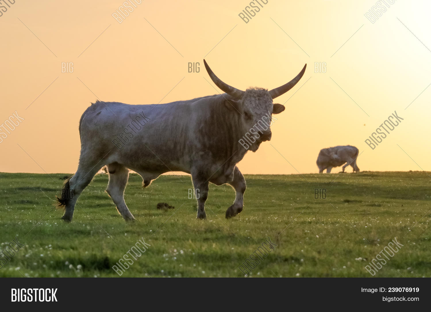 Angry White Bull Image & Photo (Free Trial) | Bigstock