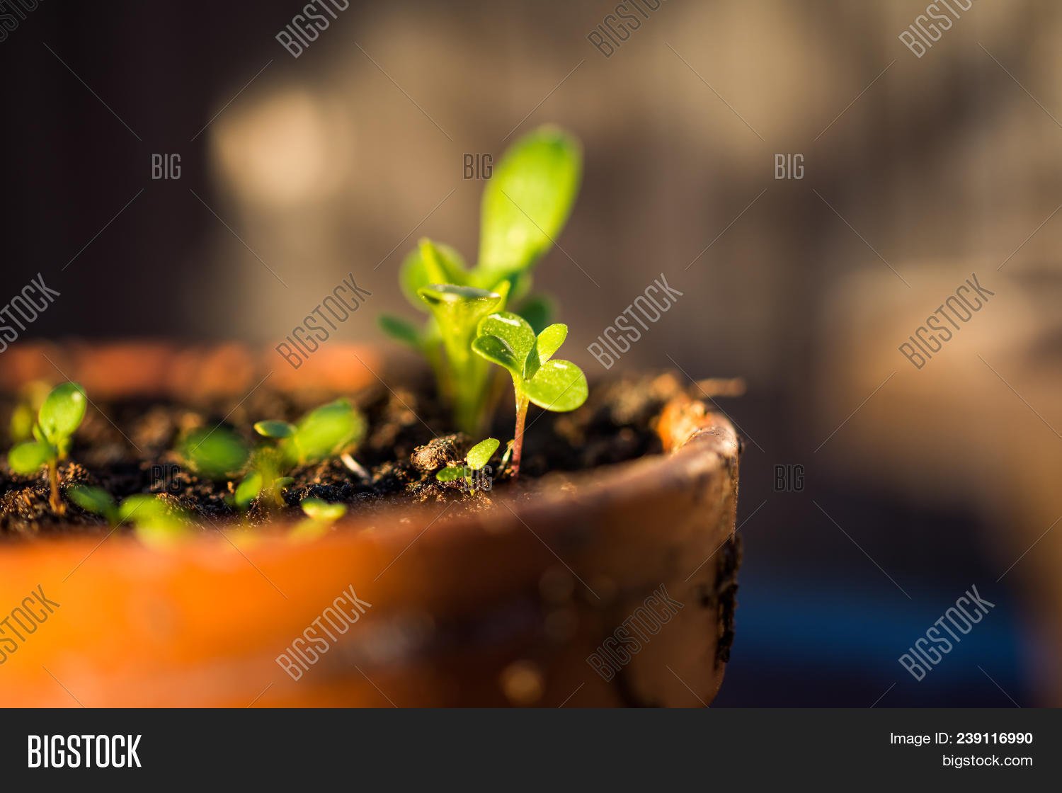 Young Green Plants Image & Photo (Free Trial) | Bigstock
