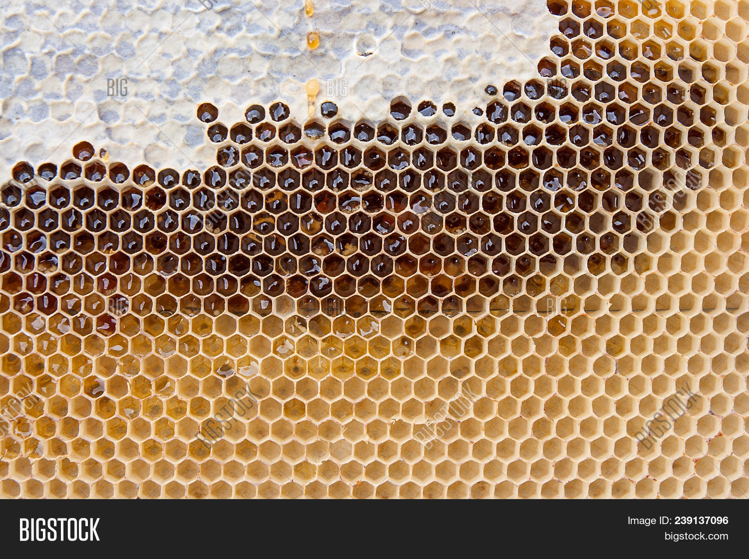Close View Honeycomb Image & Photo (Free Trial) | Bigstock