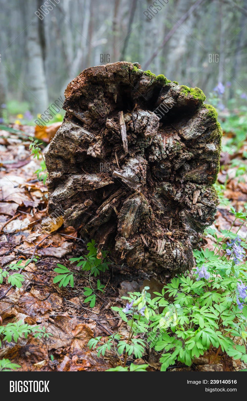 Stumps Roots Trees Image & Photo (Free Trial) | Bigstock