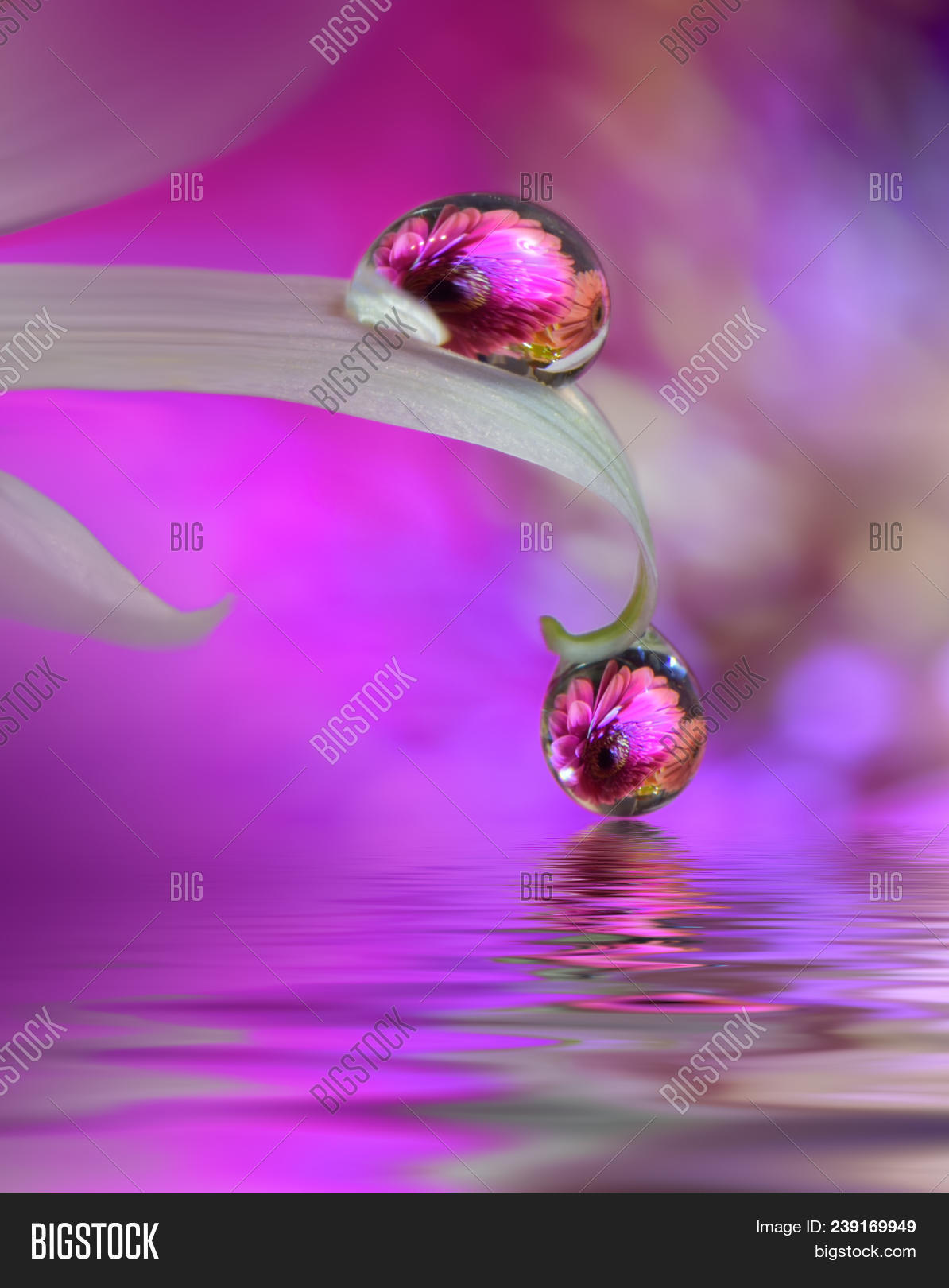 Beautiful Water Drop On Flowers