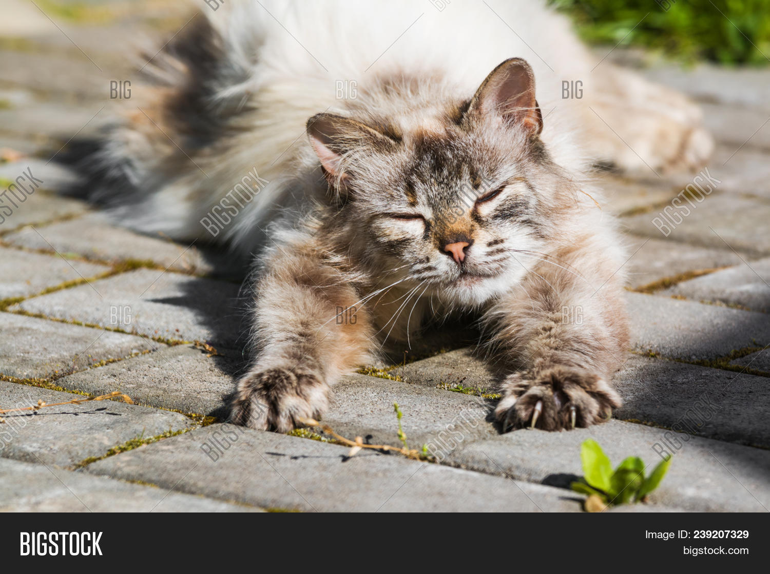 Fuffy Cat Stretching Image & Photo (Free Trial) | Bigstock