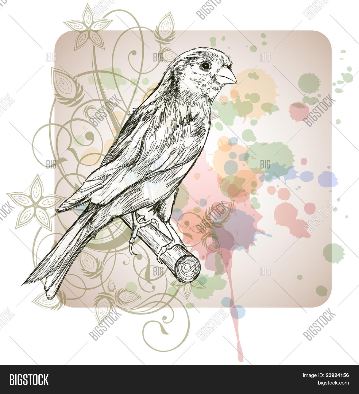 Sketch Canary Bird Image & Photo (Free Trial) | Bigstock