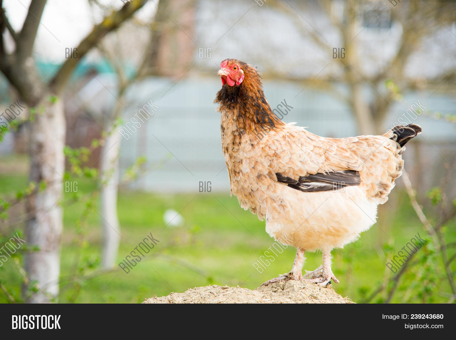 Chicken. Free Range Image & Photo (Free Trial) | Bigstock