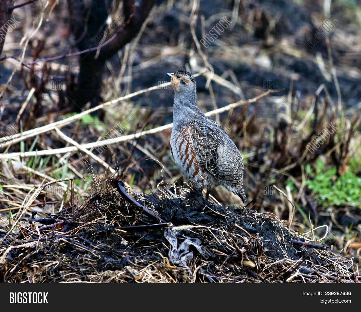 Grey Partridge, Bird Image & Photo (Free Trial) | Bigstock
