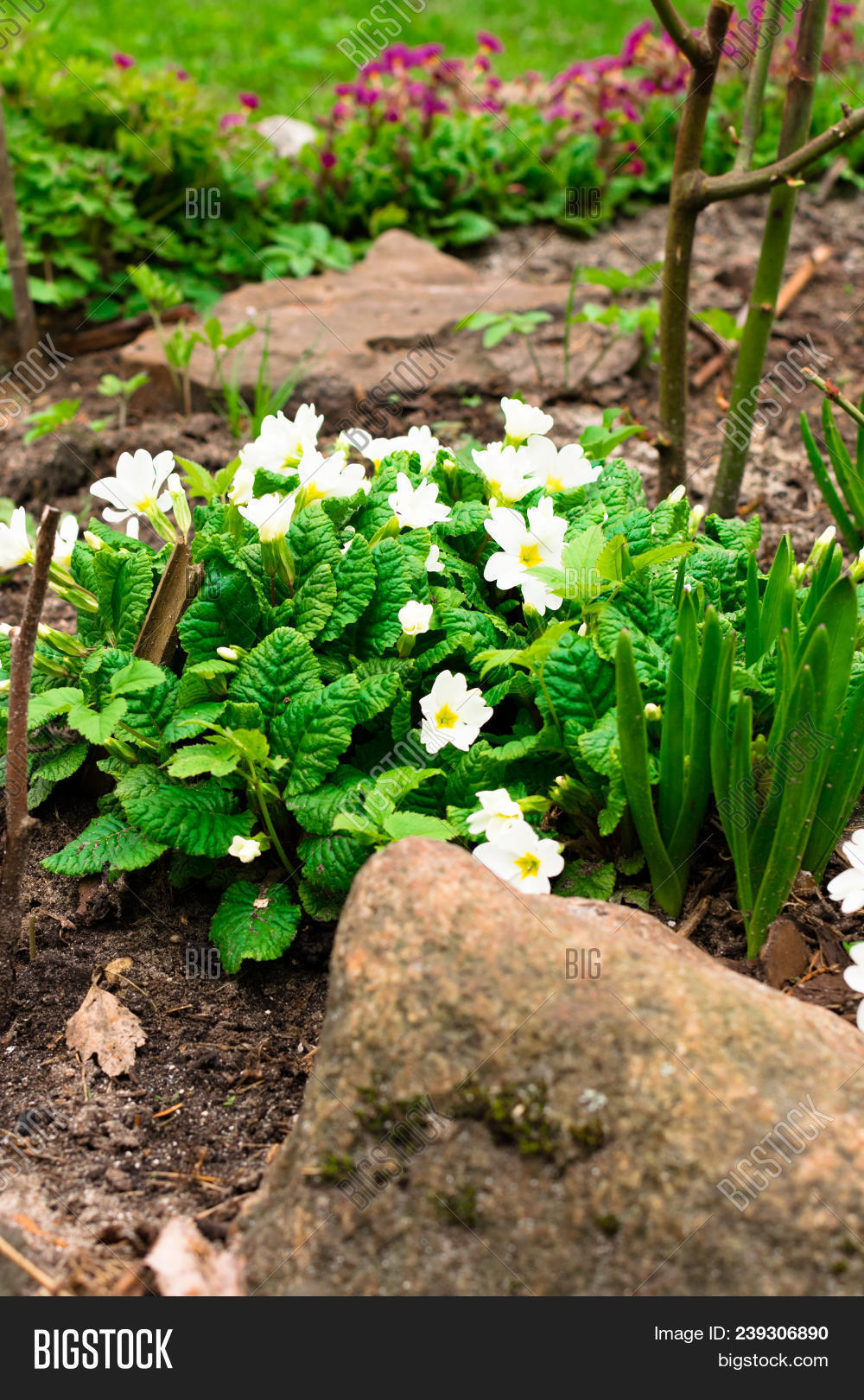 Pretty Small White Image & Photo (Free Trial) | Bigstock