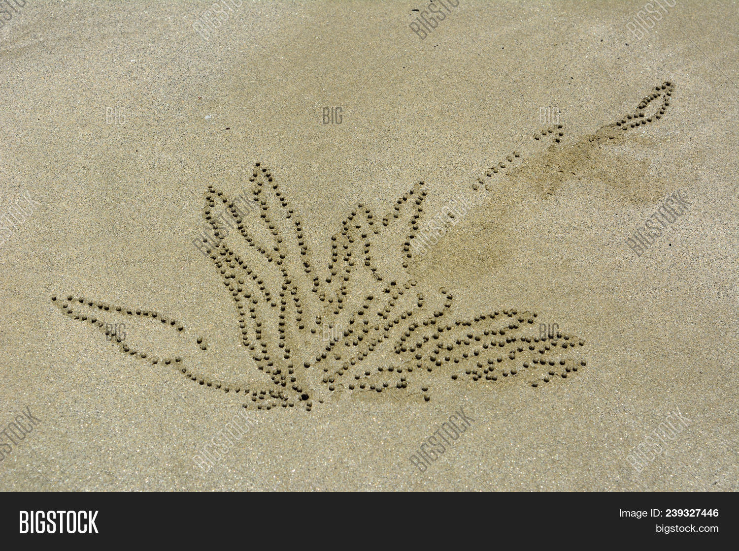 Floral Inflated Sand Image & Photo (Free Trial) | Bigstock