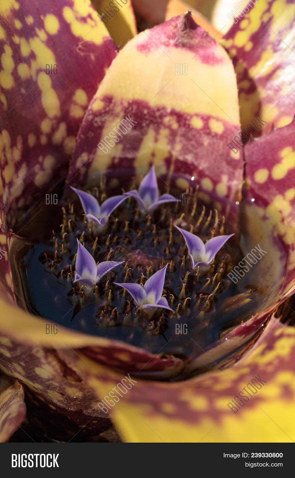 Bromeliad Neoregelia Image & Photo (Free Trial) | Bigstock
