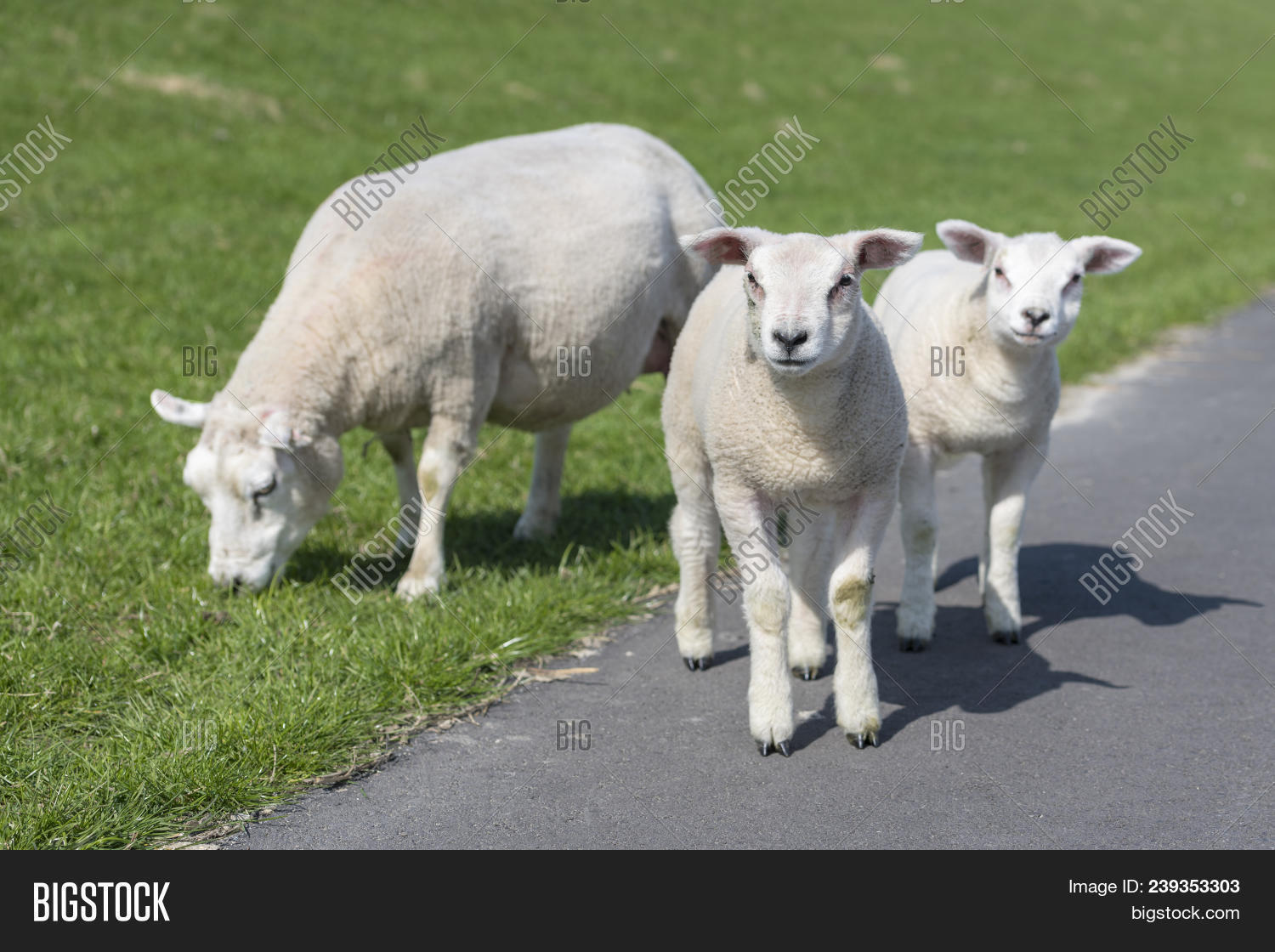 Sheep Two Little Lambs Image & Photo (Free Trial) | Bigstock