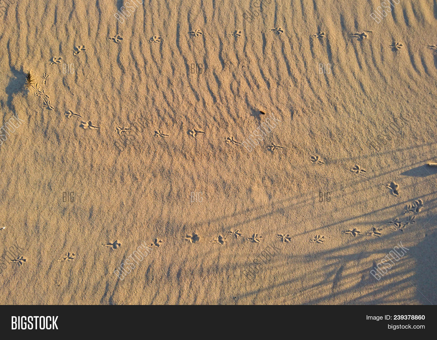 Traces Seabirds Sand Image & Photo (Free Trial) | Bigstock