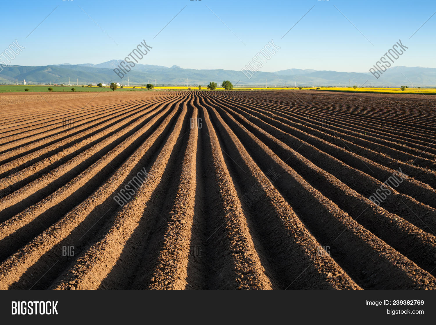 Potato Field Early Image & Photo (Free Trial) | Bigstock