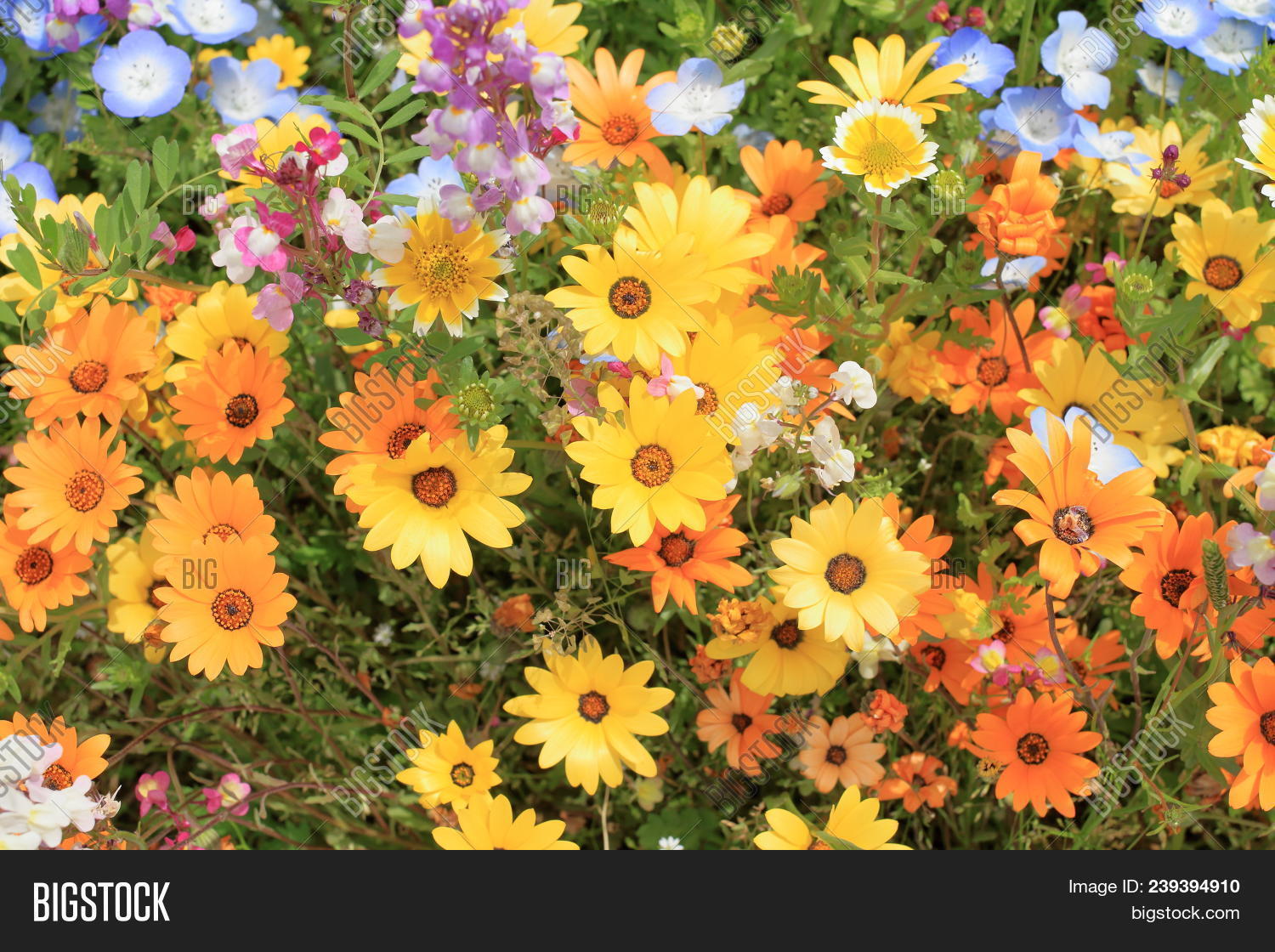 Gerbera Flower Bed Image & Photo (Free Trial) | Bigstock