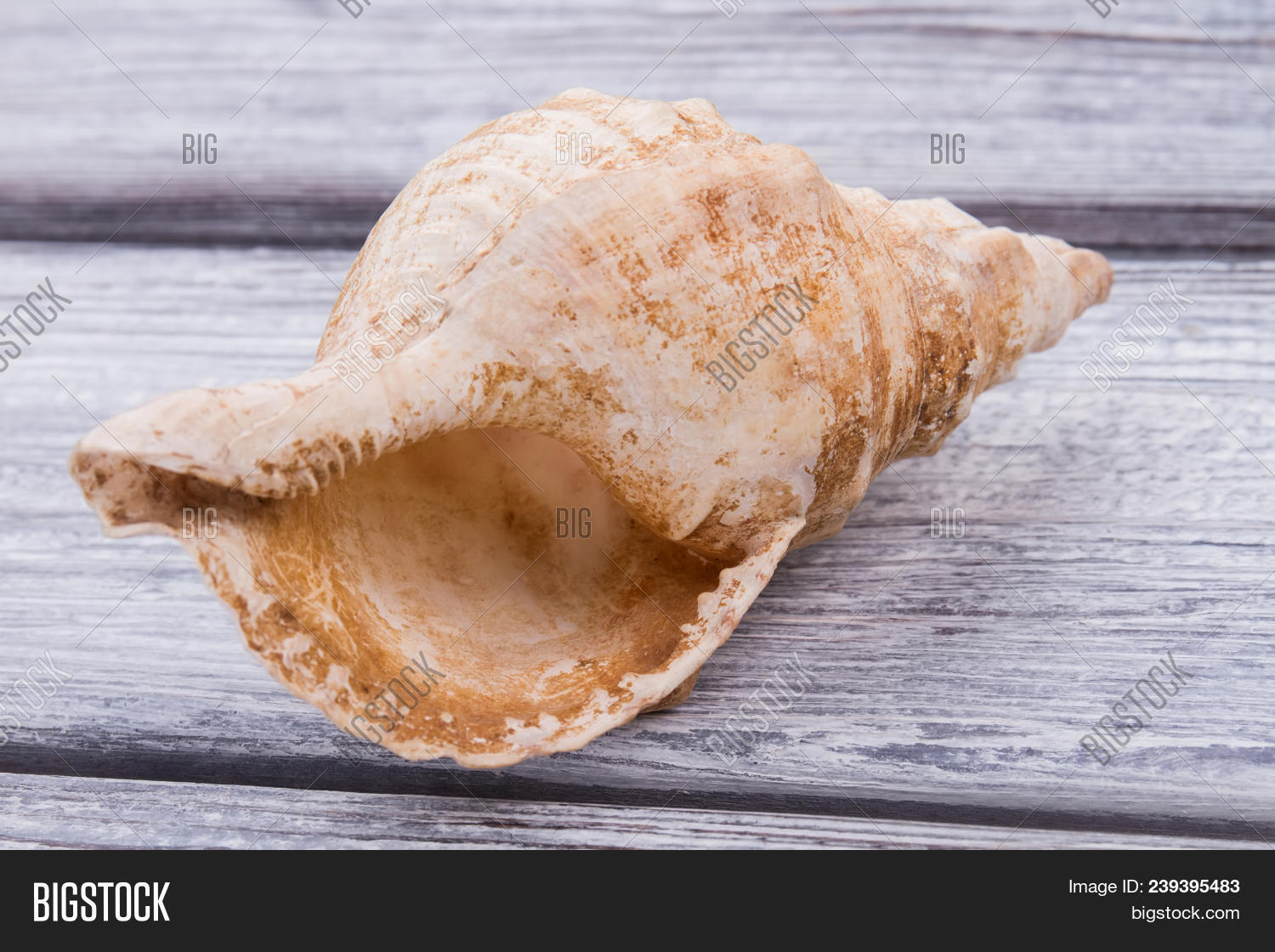 Empty Seashell Marine Image & Photo (Free Trial) | Bigstock