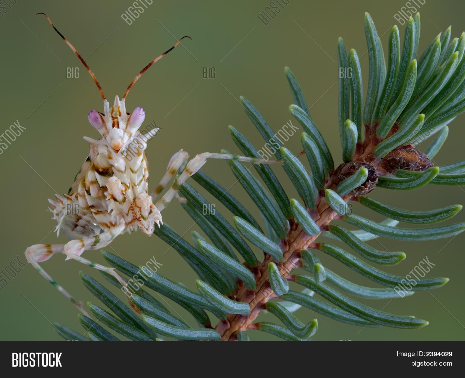 Spiny Mantis On Pine Image & Photo (Free Trial) | Bigstock