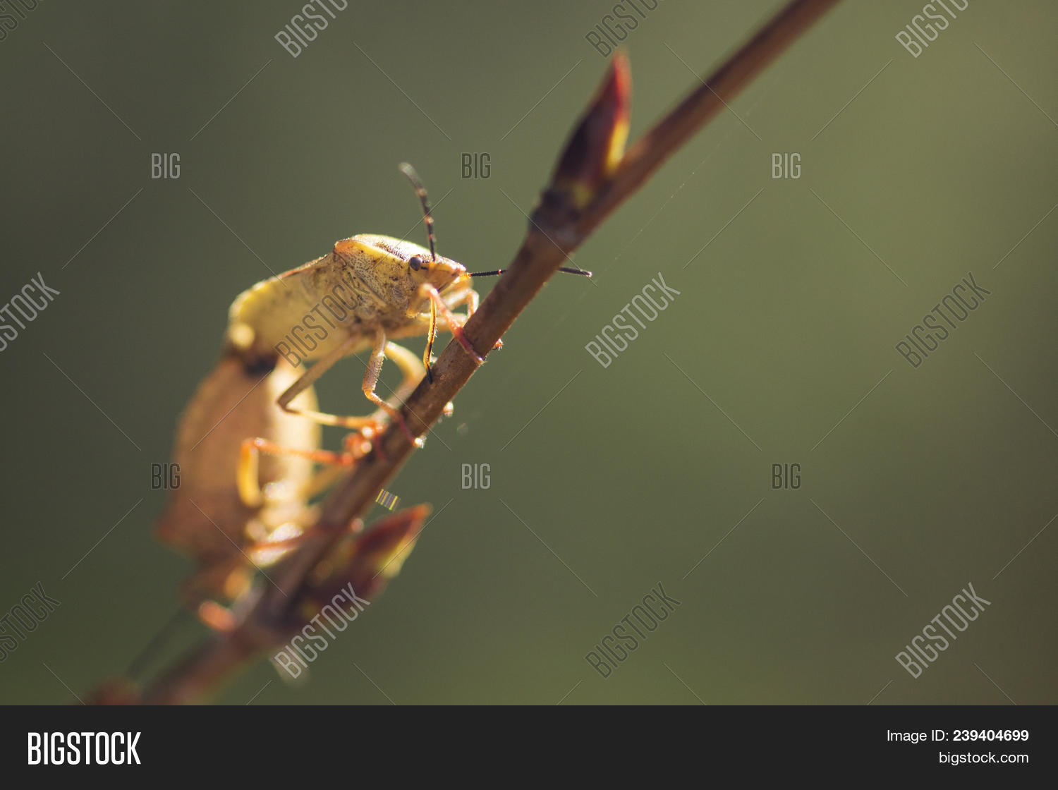 Beetles Bugs Reproduce Image & Photo (Free Trial) | Bigstock