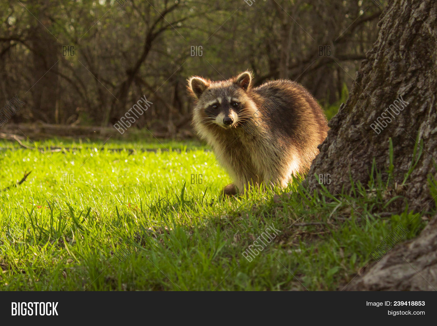 Cute Young Raccoon Image & Photo (Free Trial) | Bigstock