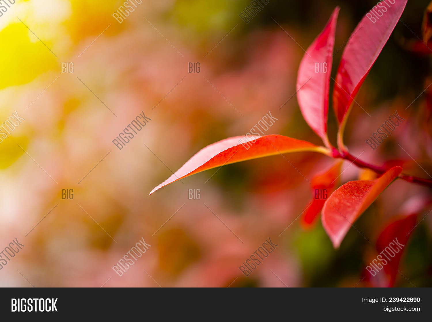 Beautiful Red Photinia Image & Photo (Free Trial) | Bigstock