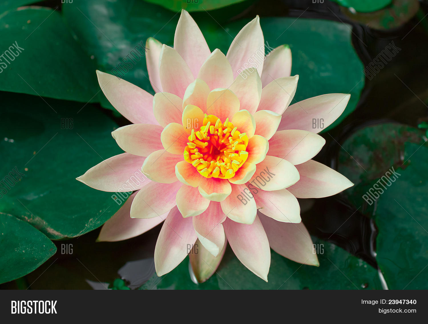 Liliya Flower Image & Photo (Free Trial) | Bigstock