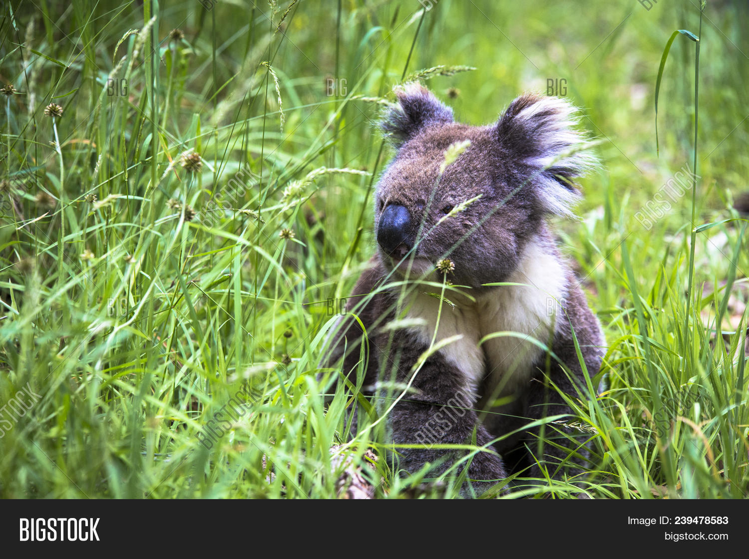 Wild Koala Seen Along Image & Photo (Free Trial) | Bigstock