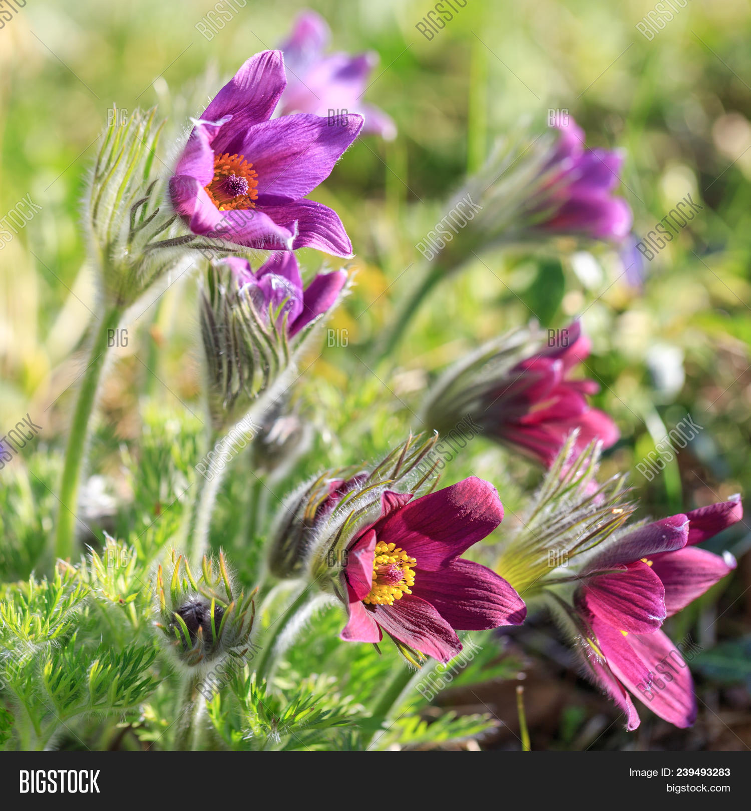 Pulsatilla. Flower Bud Image & Photo (Free Trial) | Bigstock