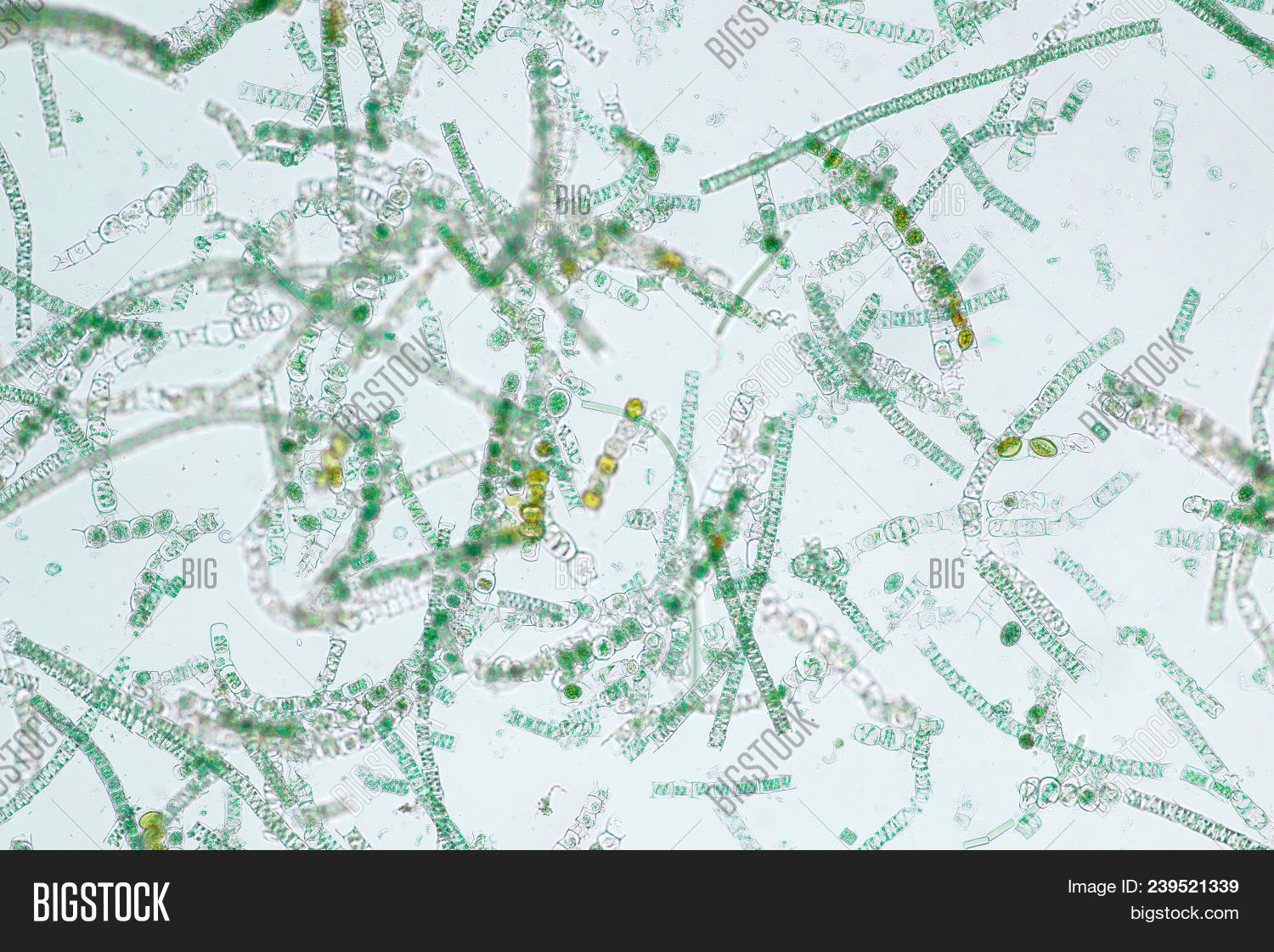 Filamentous Algae Image & Photo (Free Trial) | Bigstock