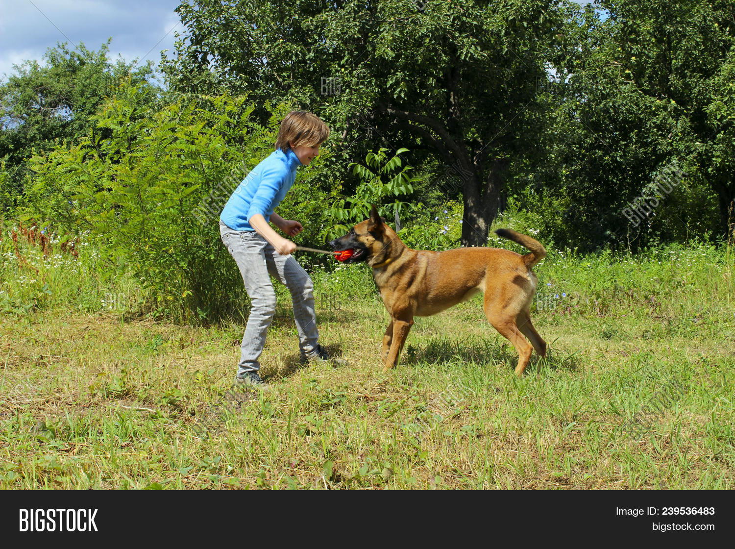 Dog Playing Owner. Image & Photo (Free Trial) | Bigstock
