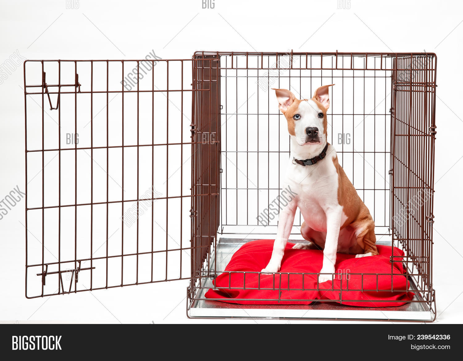 Dog Cage. Isolated Image & Photo (Free Trial) | Bigstock