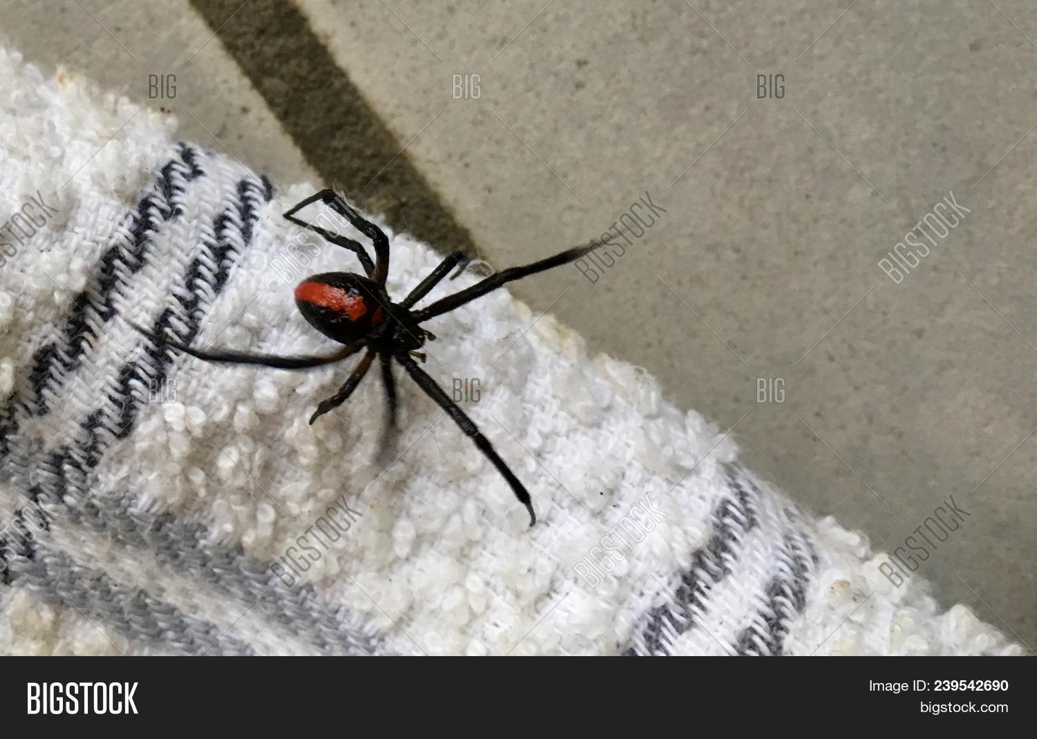 Redback Spider On Tea- Image & Photo (Free Trial) | Bigstock