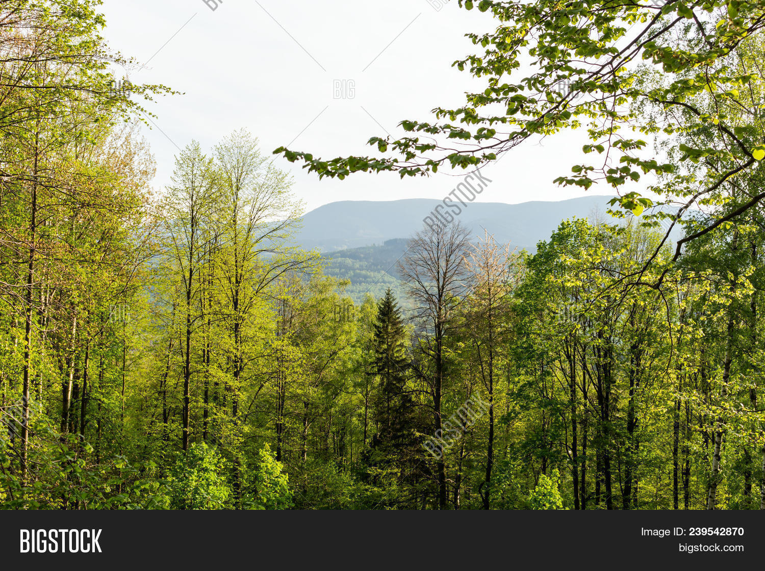 Bright Green Forest Image & Photo (Free Trial) | Bigstock