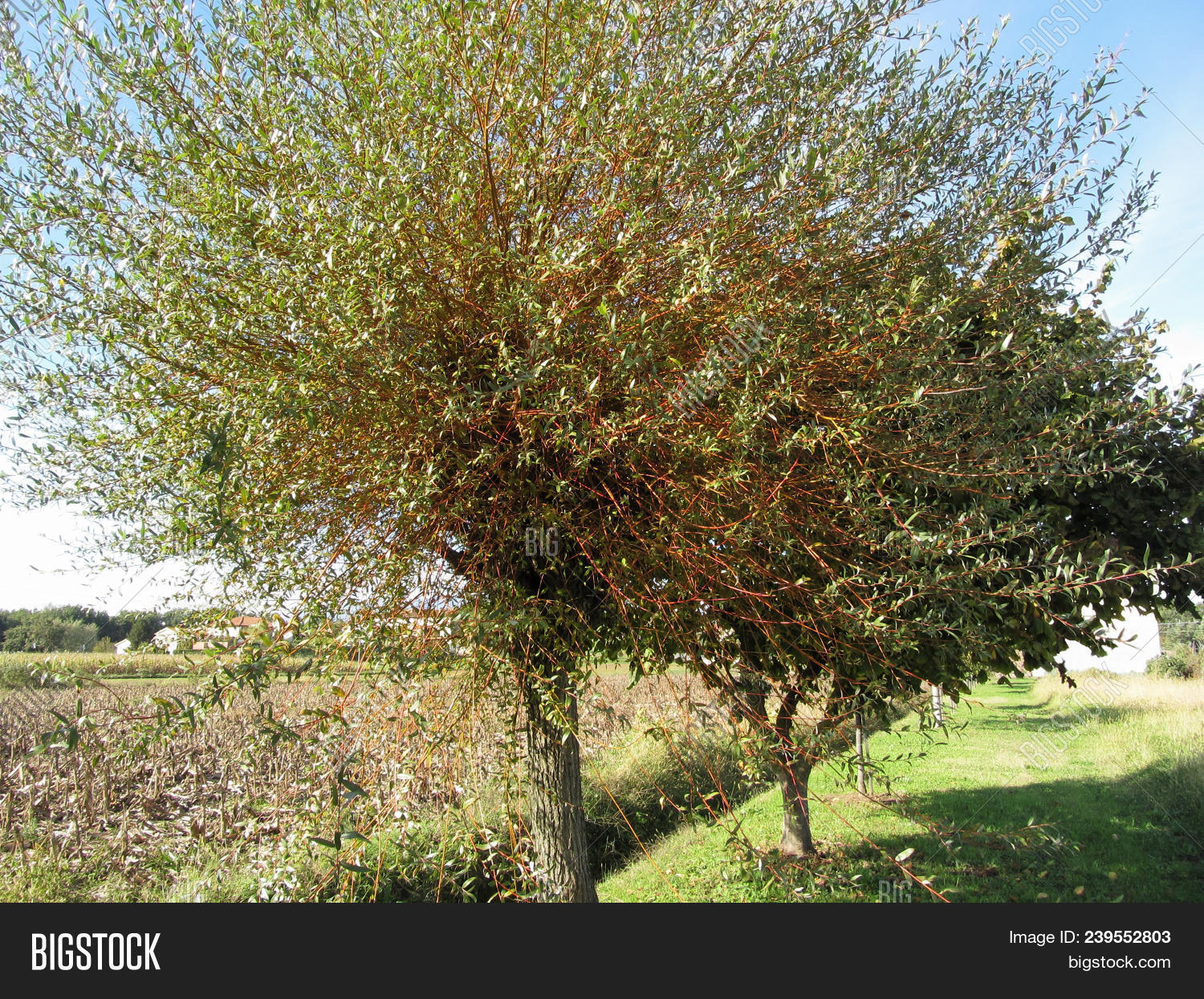Basket Willow Common Image & Photo (Free Trial) | Bigstock