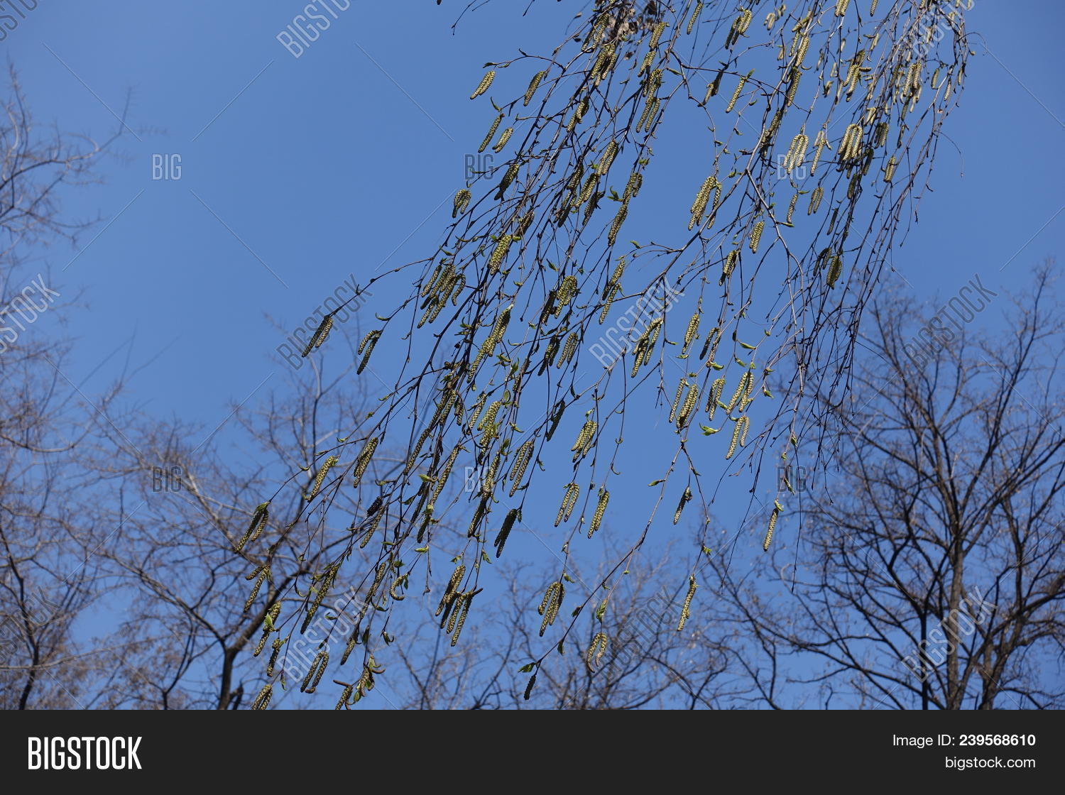 Pendulous Branches Image & Photo (Free Trial) | Bigstock