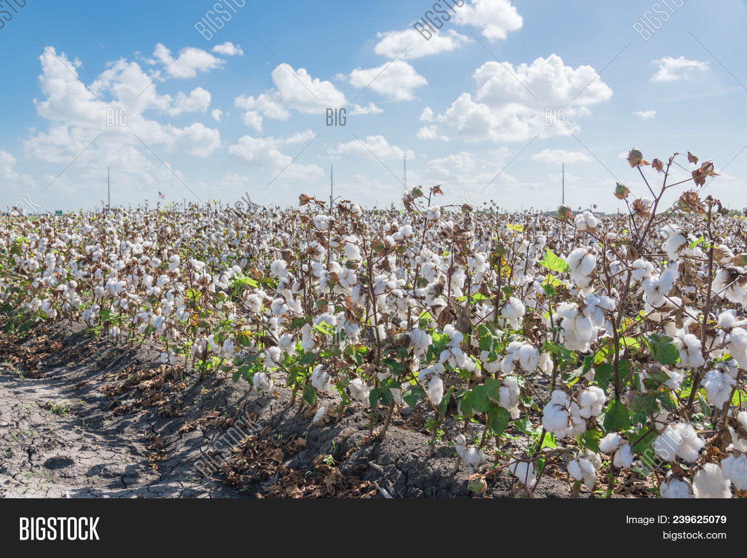 Row Cotton Fields Image & Photo (Free Trial) | Bigstock