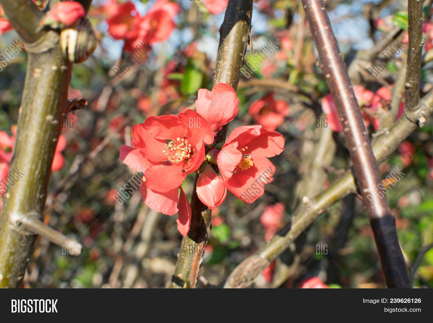 Red Flowers Superba Image & Photo (Free Trial) | Bigstock
