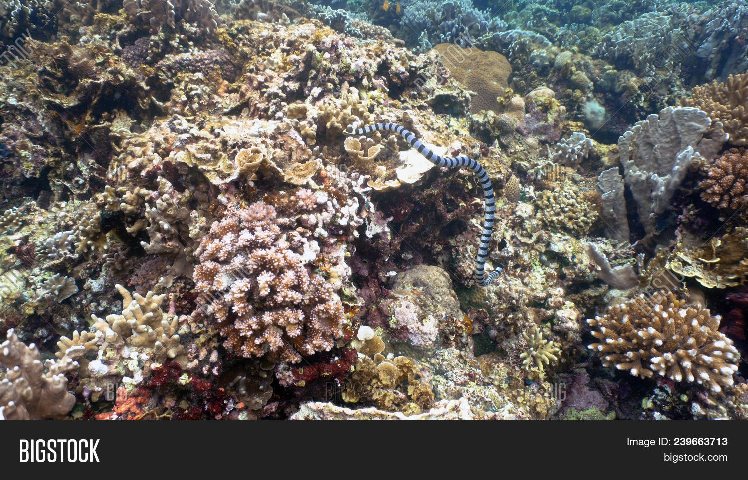 Sea Snake On Coral Image & Photo (Free Trial) | Bigstock