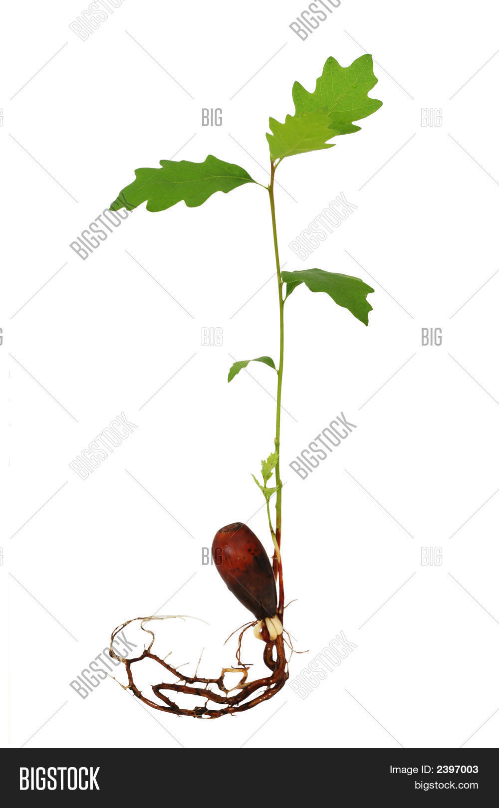 Oak Tree Seedling Image & Photo (Free Trial) | Bigstock