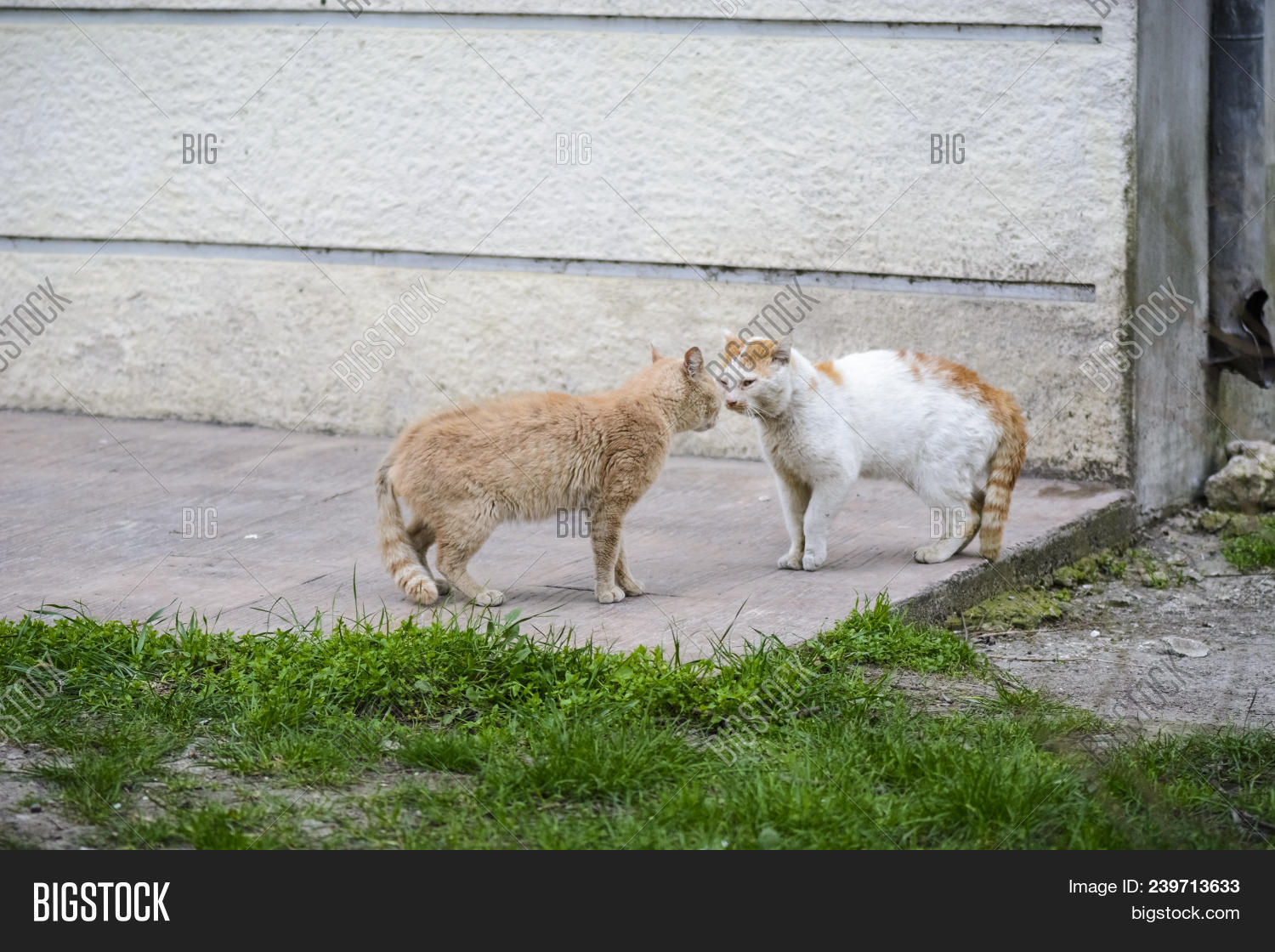 Two Street Big Cat Image & Photo (Free Trial) | Bigstock