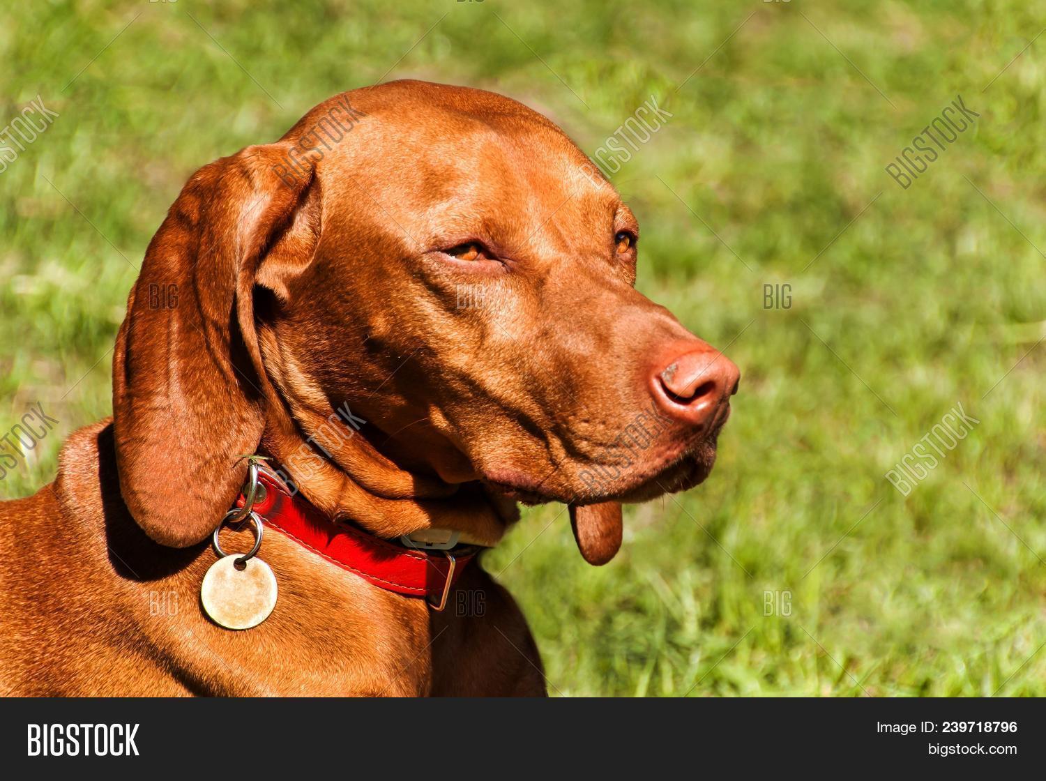 Hungarian Vizsla Dog Image & Photo (Free Trial) | Bigstock