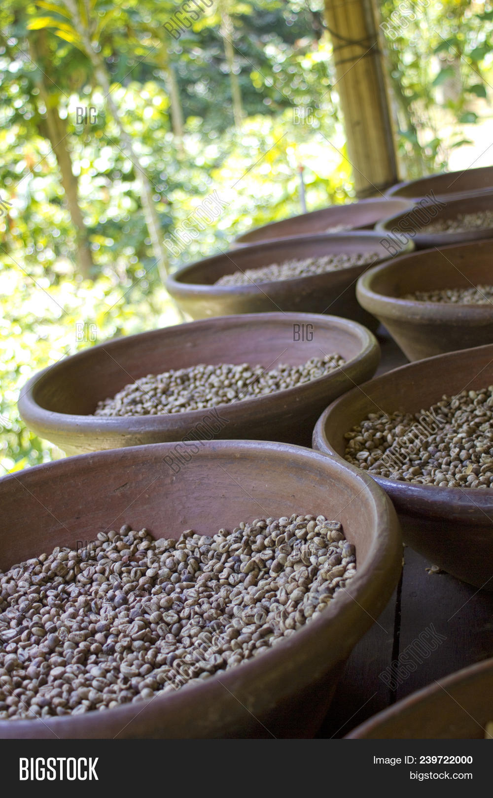 Coffee Plantation Bali Image & Photo (Free Trial) | Bigstock