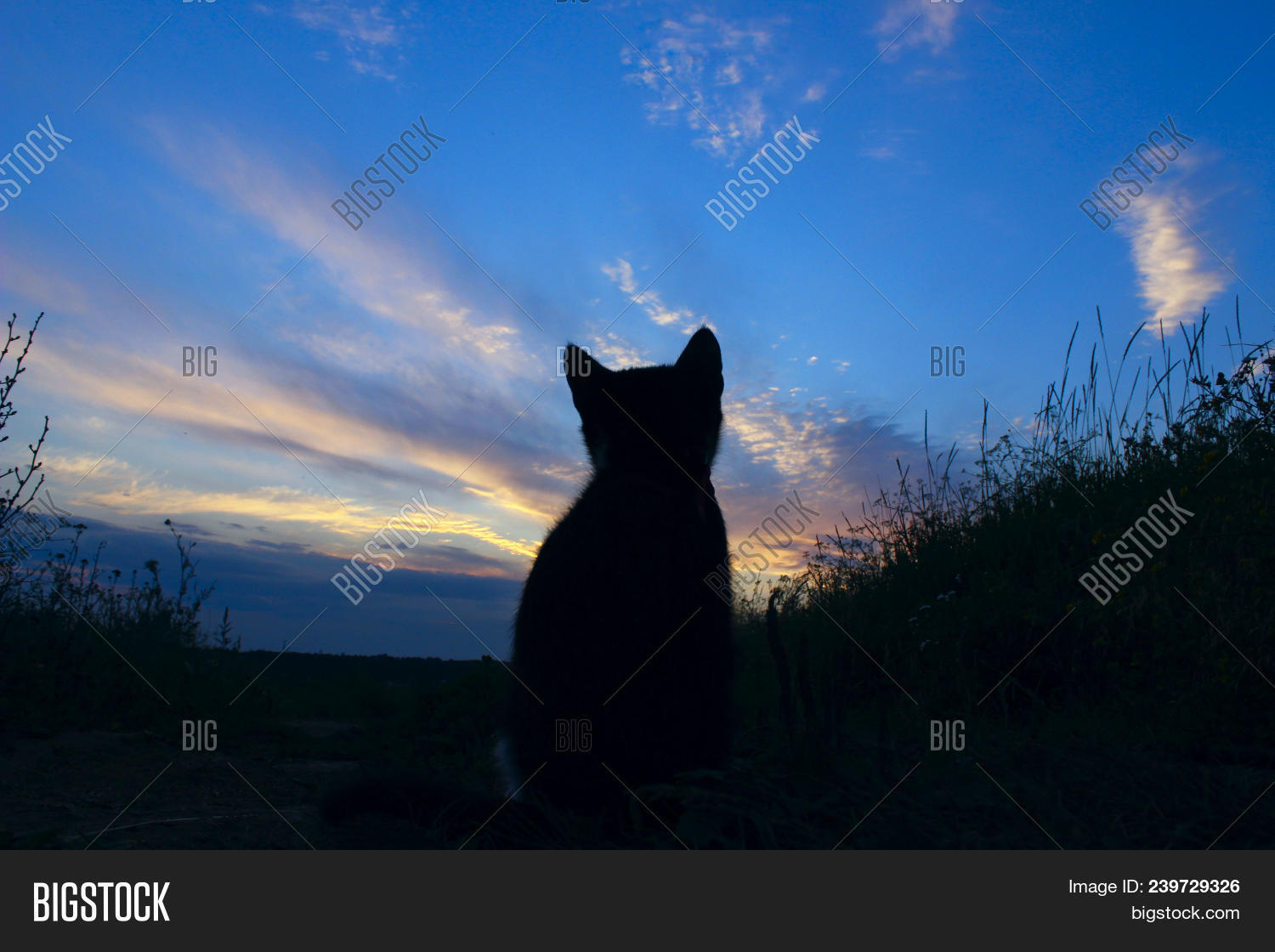 Silhouette Cat Image & Photo (Free Trial) | Bigstock