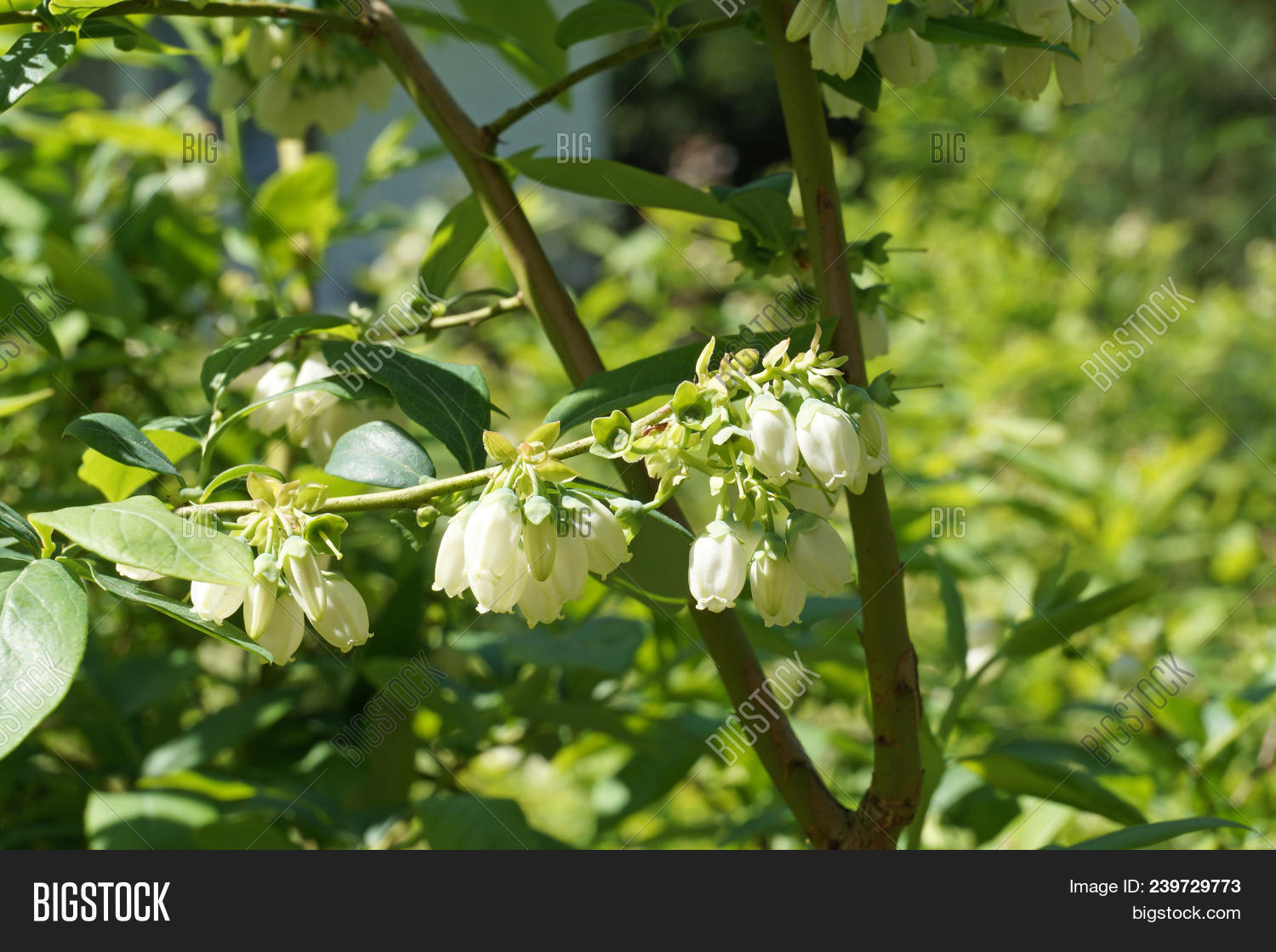 Northern Highbush Image & Photo (Free Trial) | Bigstock