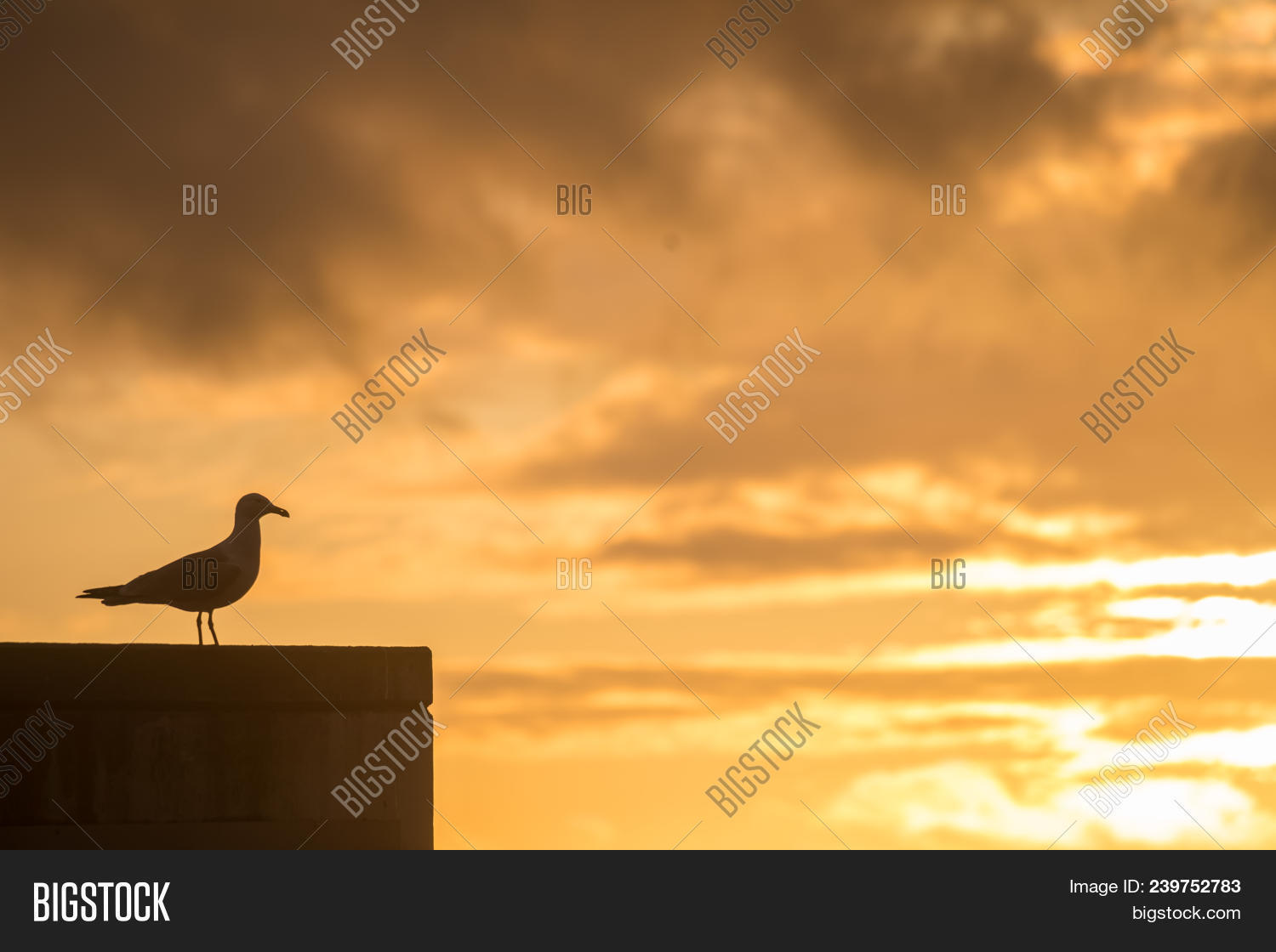 Pigeon Watching Sunset Image & Photo (Free Trial) | Bigstock